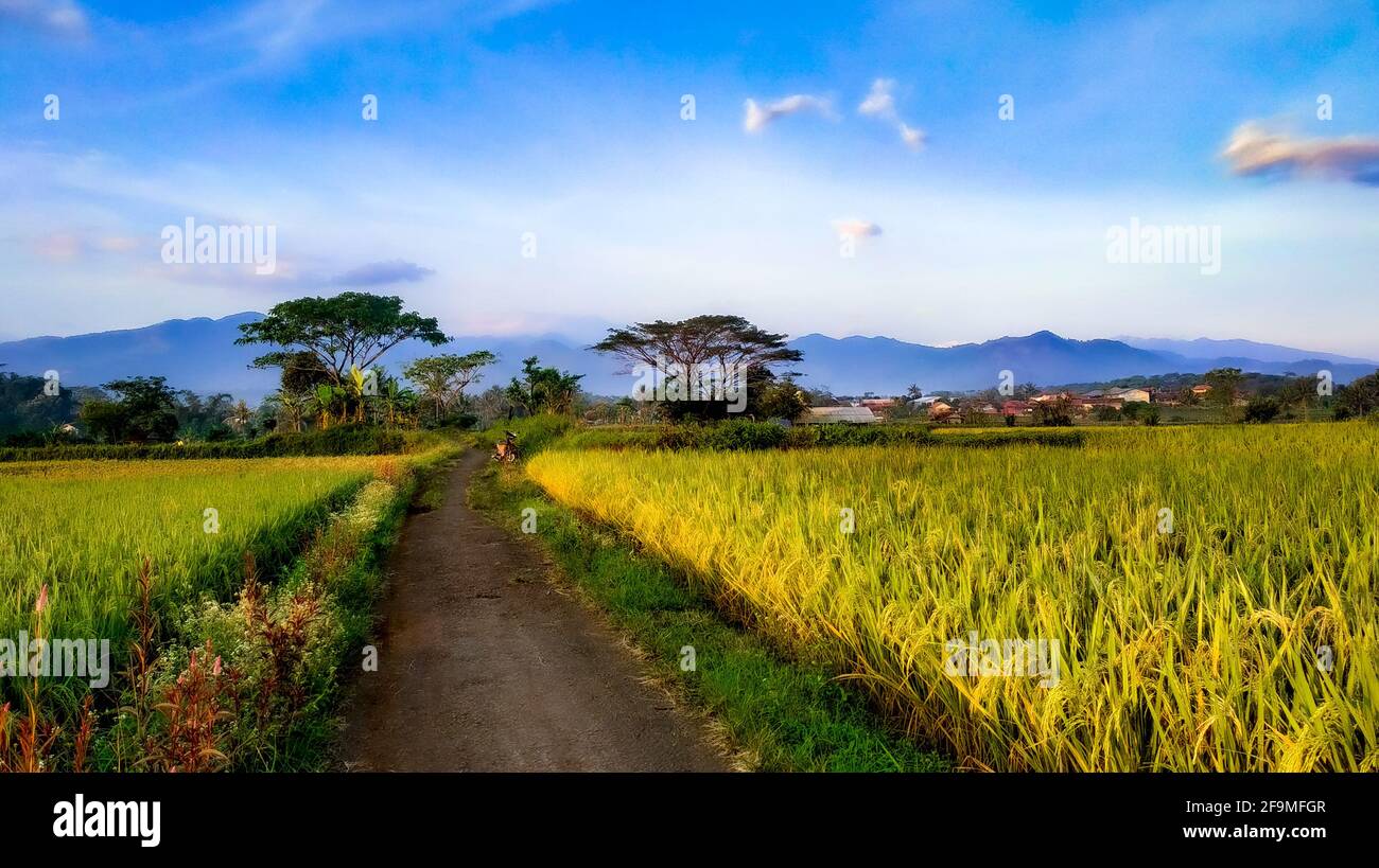 Road in ricefields at sunrise Stock Photo - Alamy