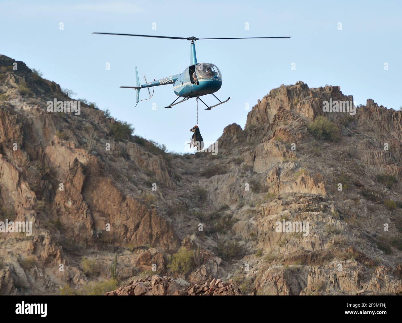 Transfer of a bighorn sheep by helicopter for its release. wildlife in ...