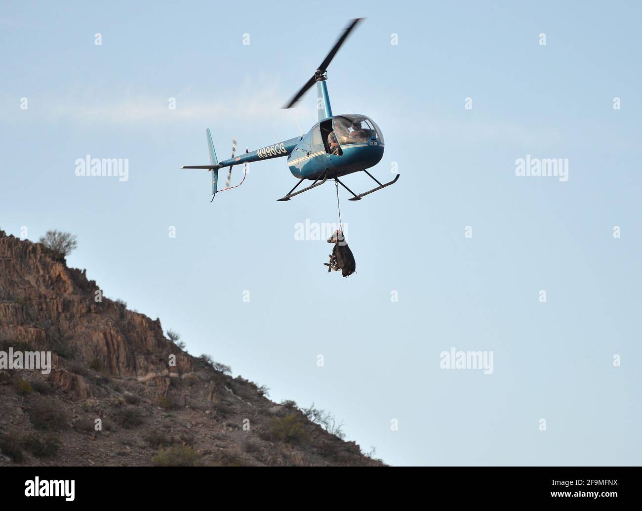 Transfer of a bighorn sheep by helicopter for its release. wildlife in ...