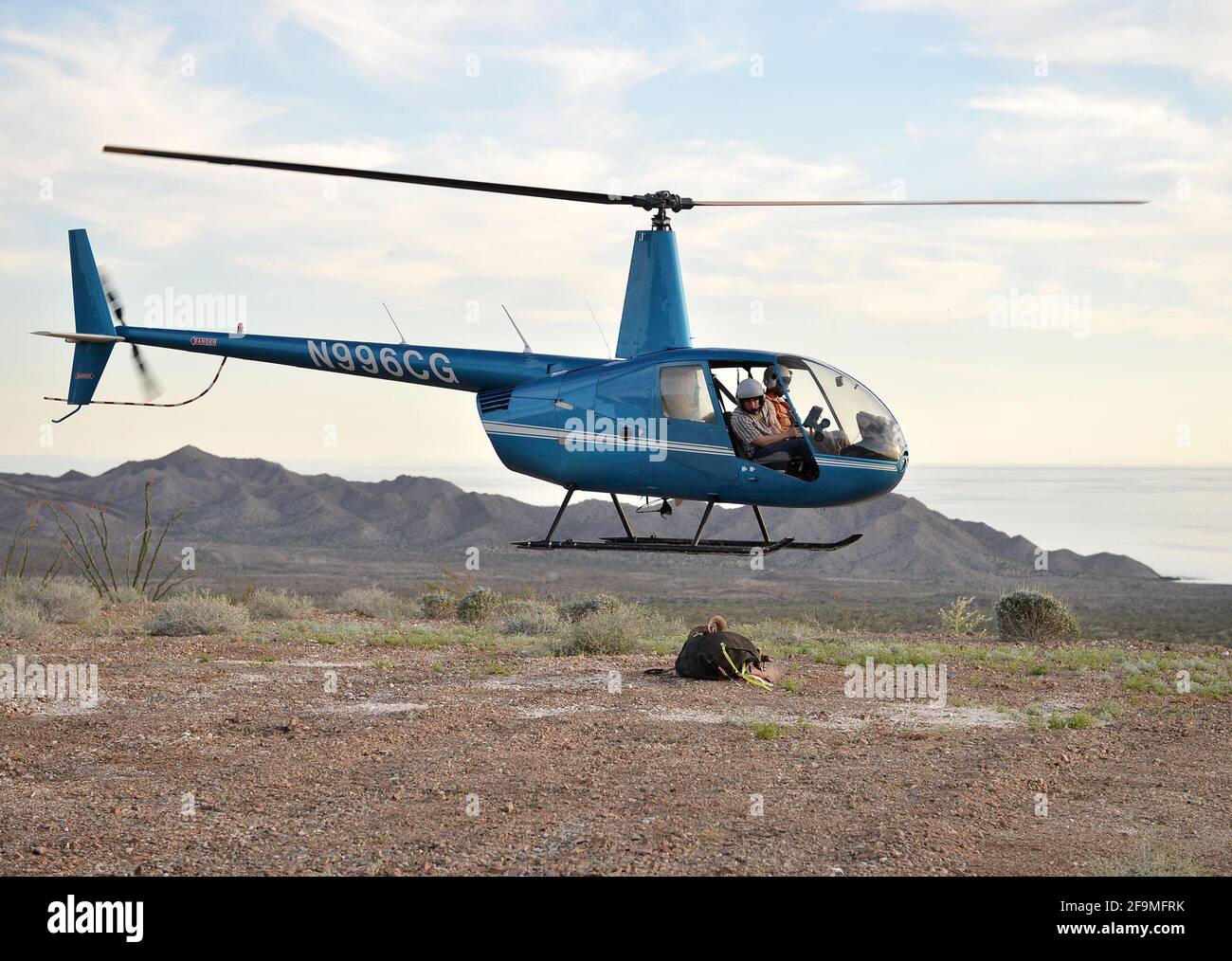 Transfer of a bighorn sheep by helicopter for its release. wildlife in ...