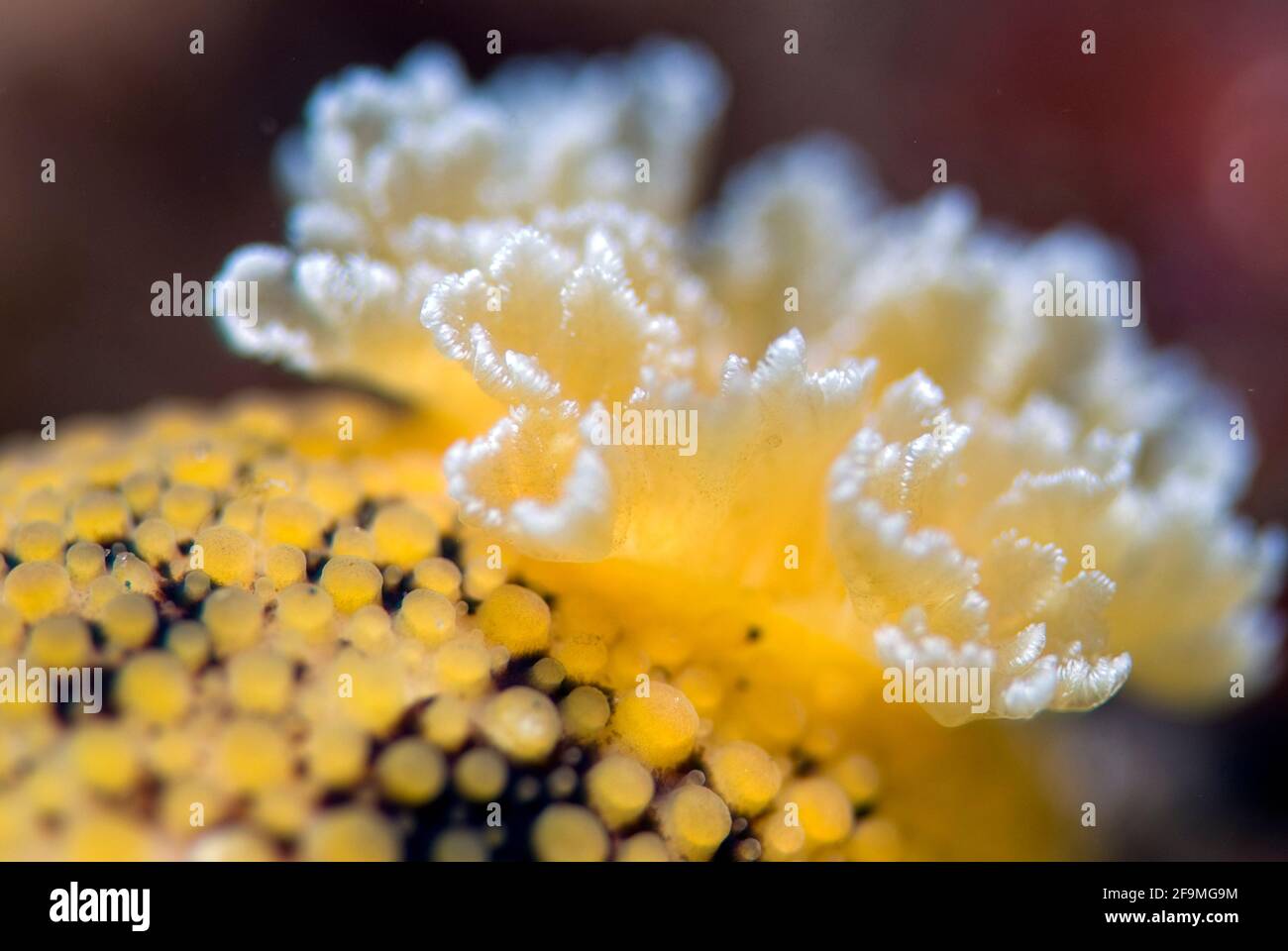 Close up macro photo of a detail with tail of Monterey Dorid nudibranch ...
