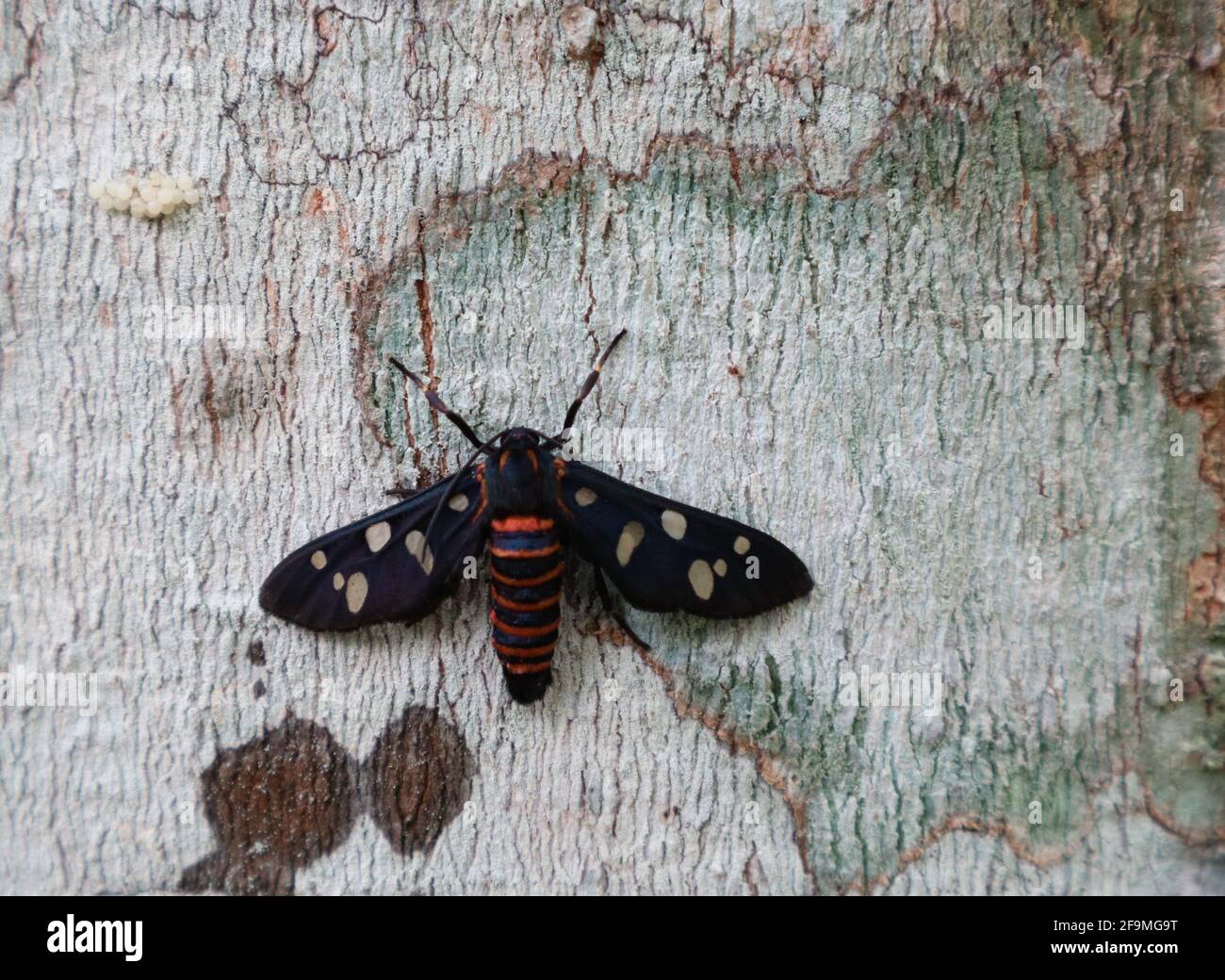 Extreme lose up of a rubber tree trunk with a female wasp moth with ...