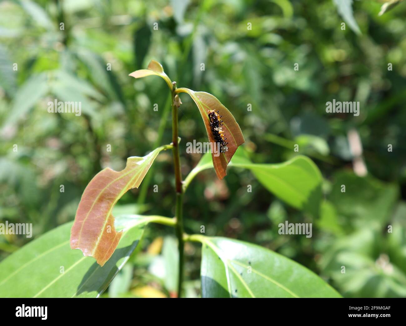Caterpillar damage to leaves hi-res stock photography and images - Alamy