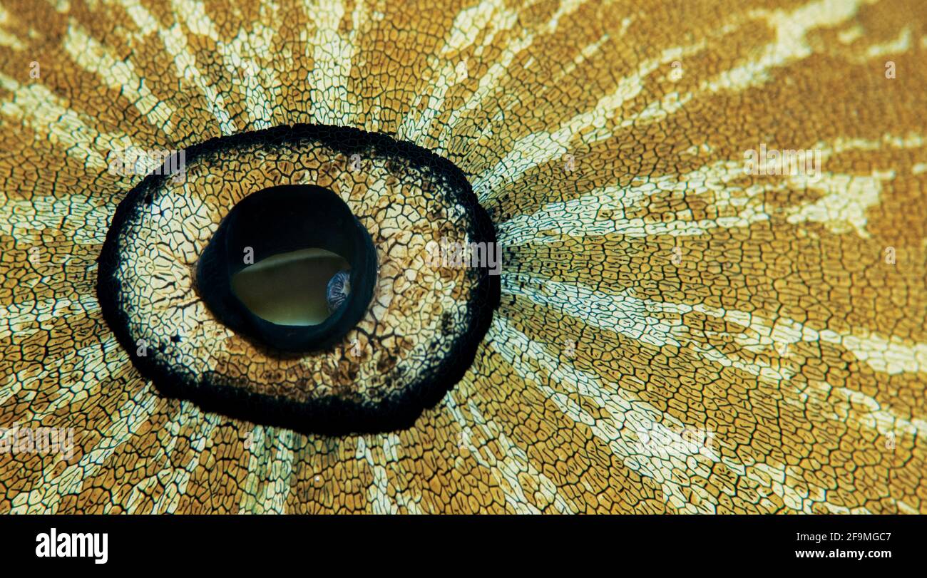 Invertebrate limpet keyhole hi-res stock photography and images - Alamy