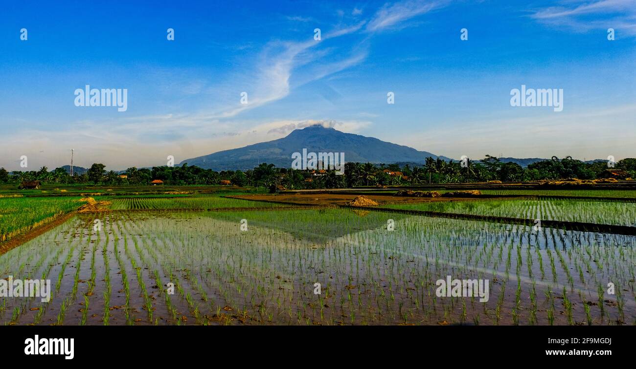 Landscape in the ricefields with mount Tampomas Stock Photo - Alamy