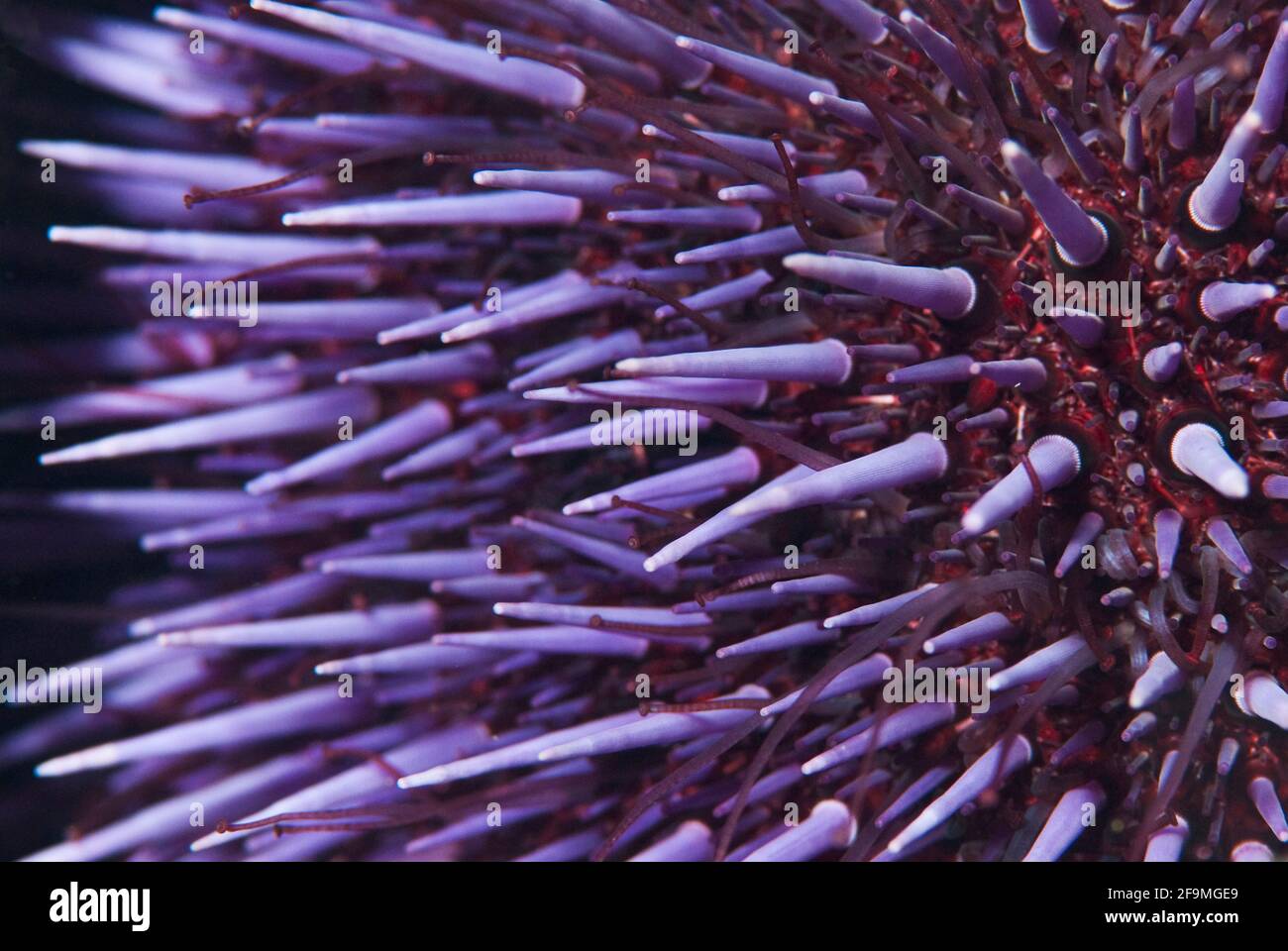 Close up photo of Purple Sea Urchin (Strongylocentrotus purpuratus ...