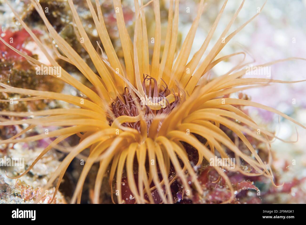 Close up macro photo of Tube Anemone (Cerianthus aestuari). Channel ...