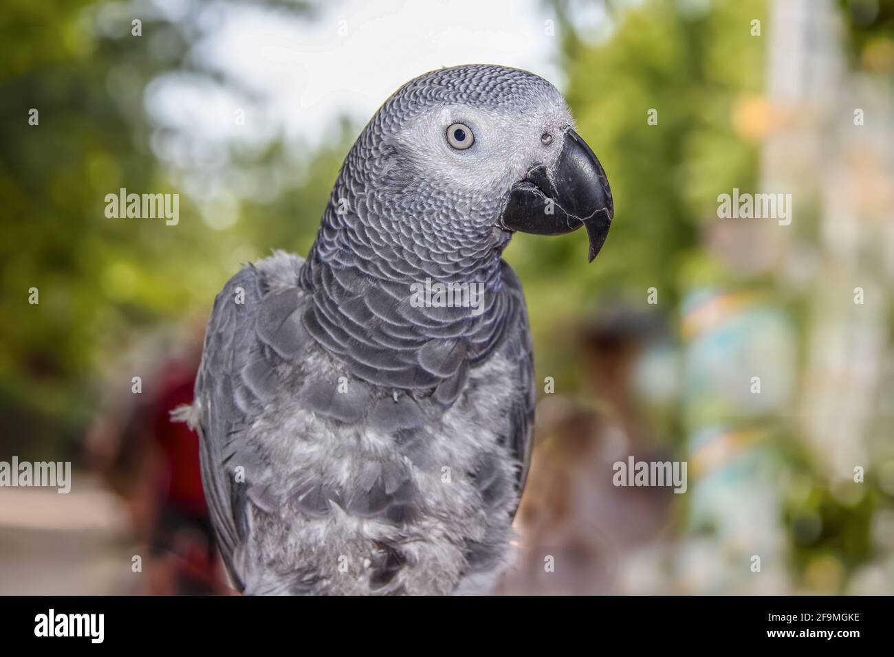 African Grey Parrot with head turned sideways - close-up with focus on ...