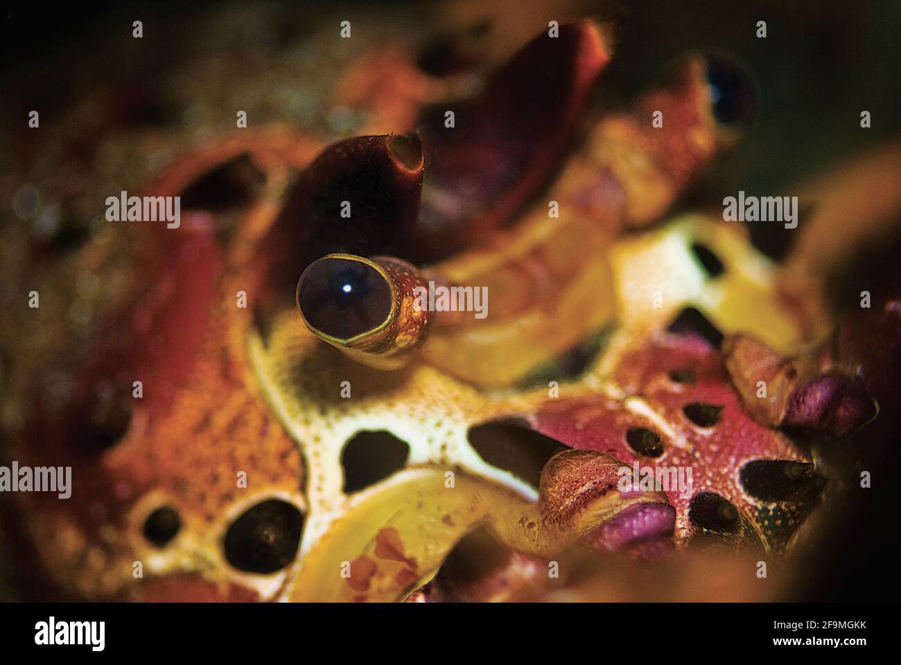 Close up of Spiny Lobster (Panulirus Interruptus) on a rock in the kelp ...