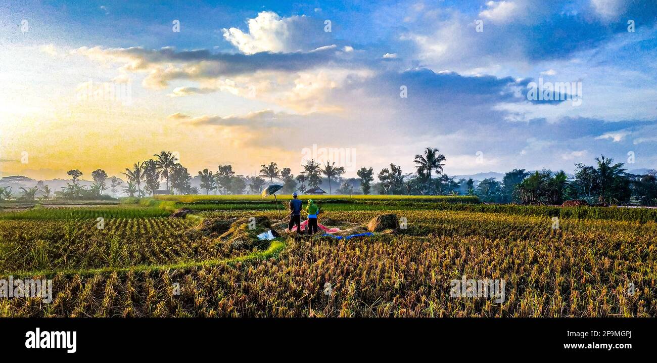 Portrait of Indonesia farmer in ricefields Stock Photo - Alamy