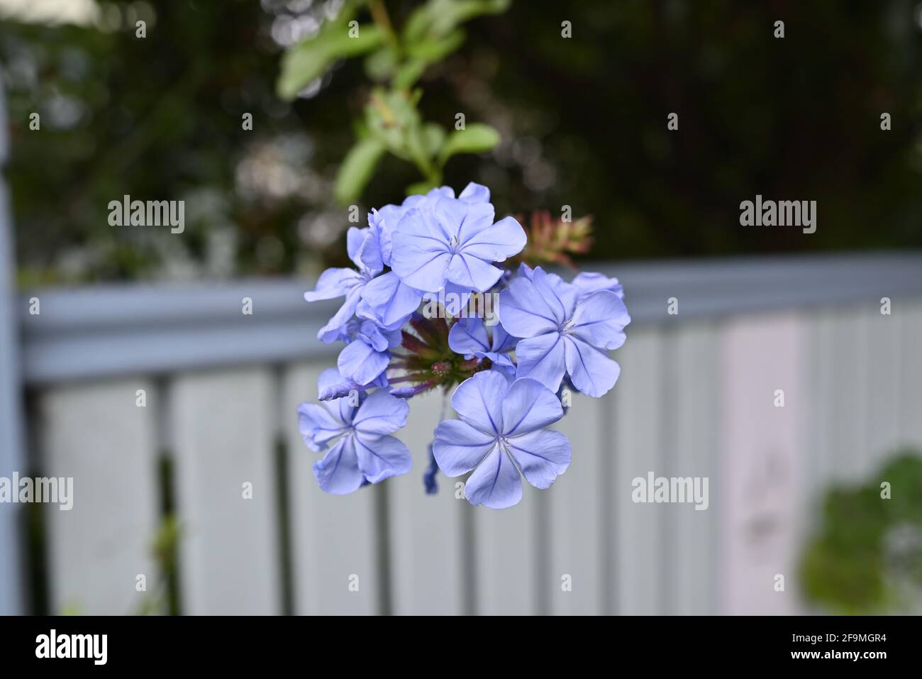 Plumbago auriculata flowers dangling in front of a white wooden fence ...
