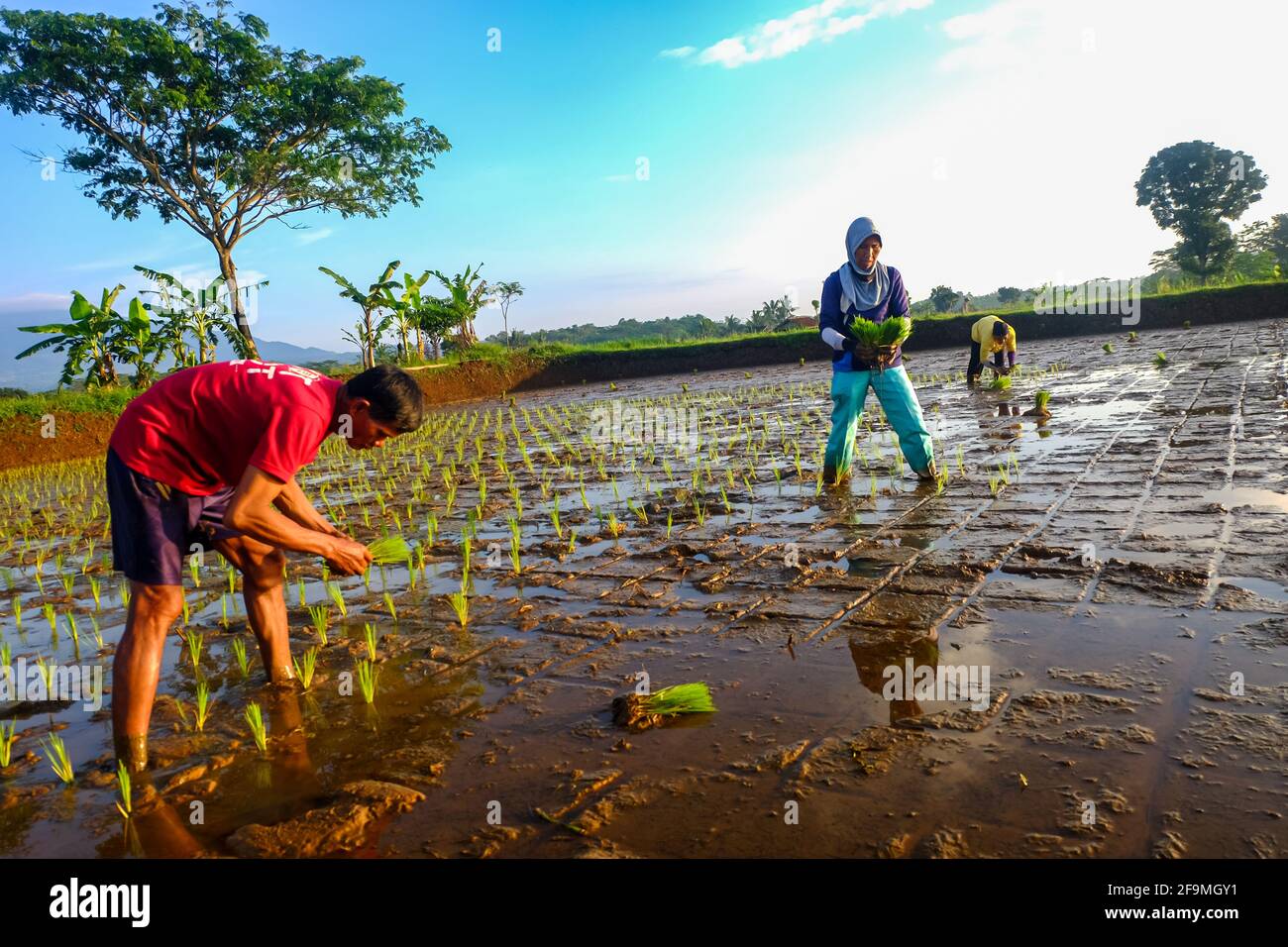 Portrait of Indonesia farmer in ricefields Stock Photo - Alamy