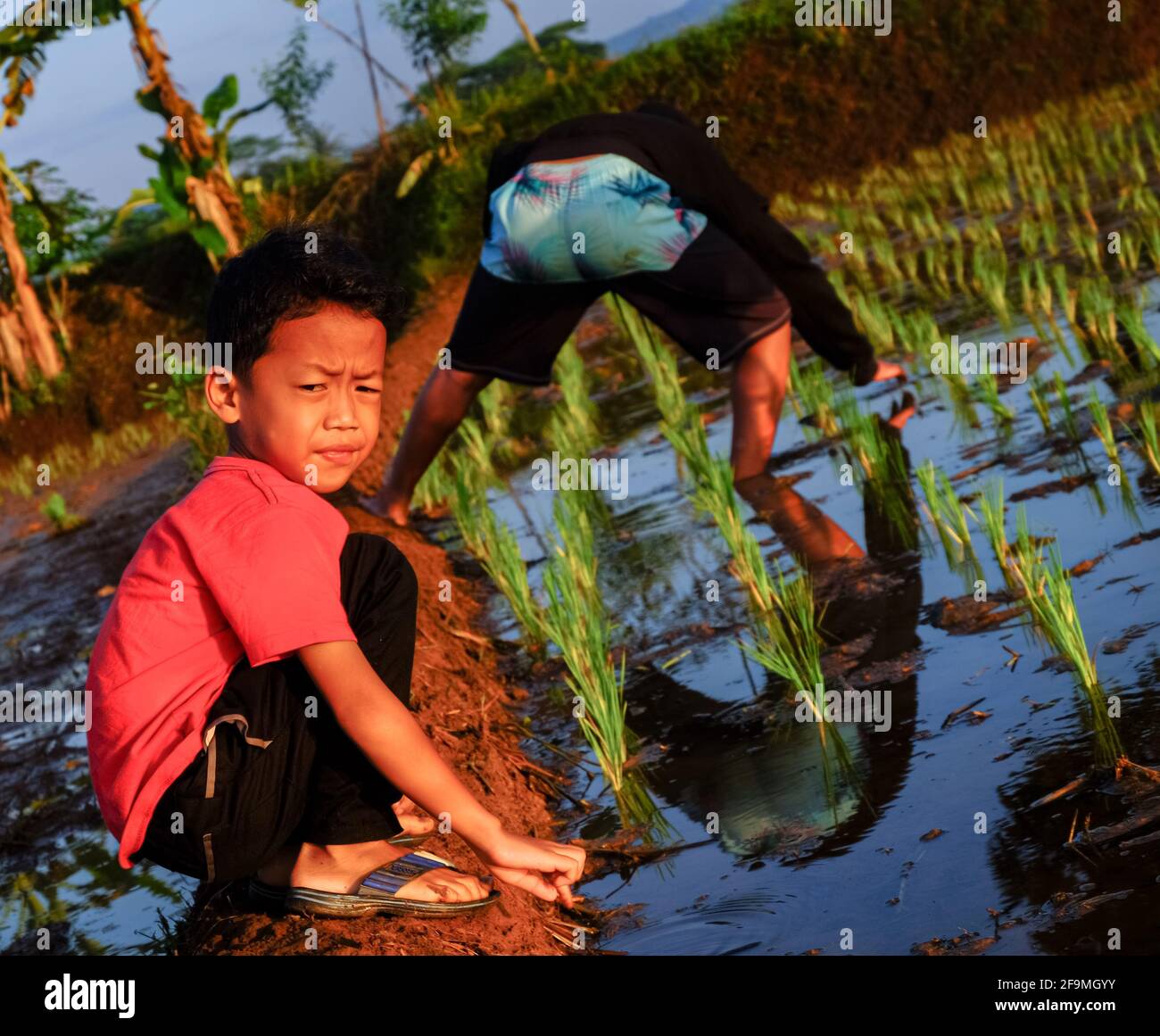 Portrait of Indonesia farmer in ricefields Stock Photo - Alamy