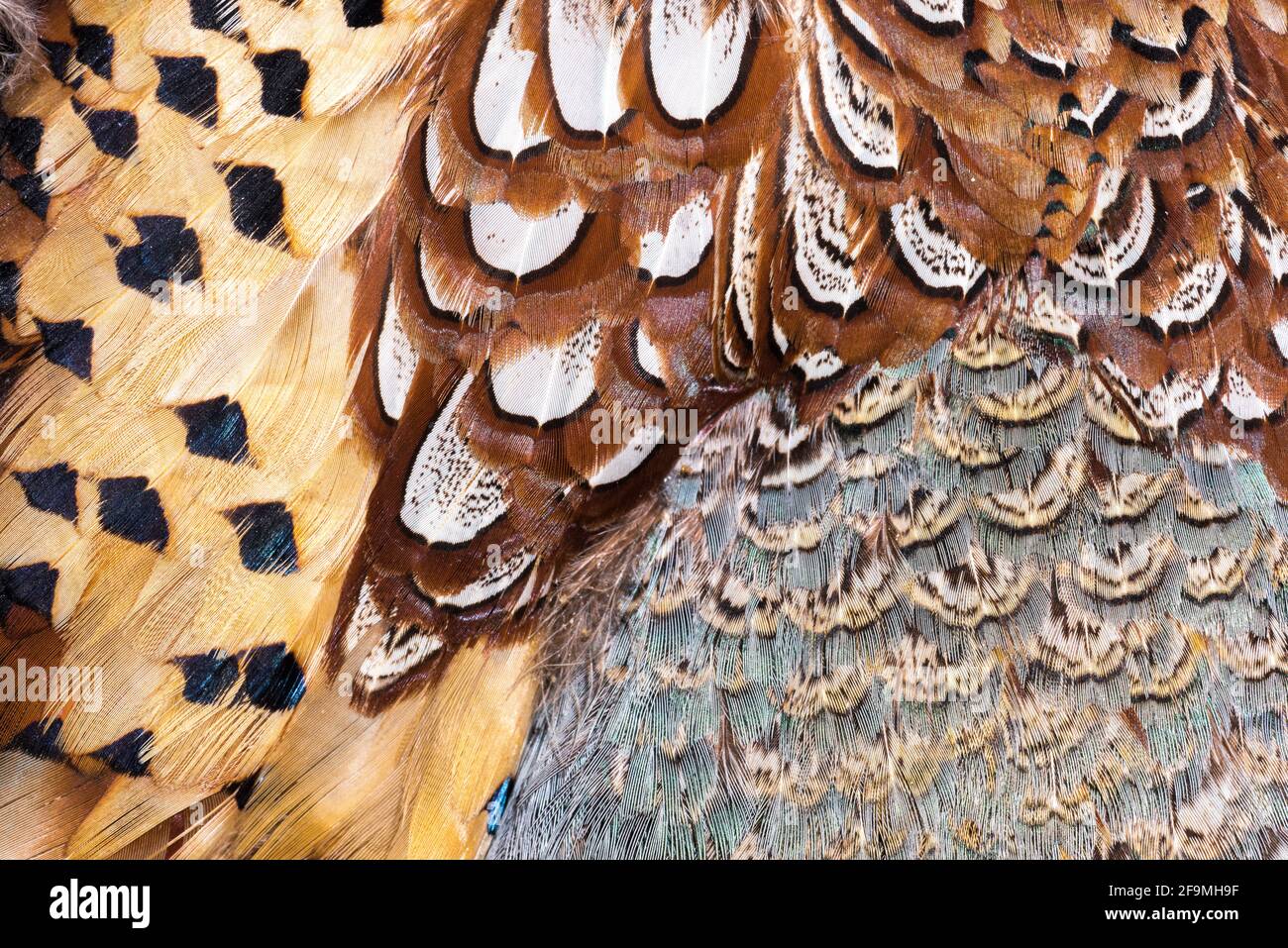 Wing structures hi-res stock photography and images - Alamy