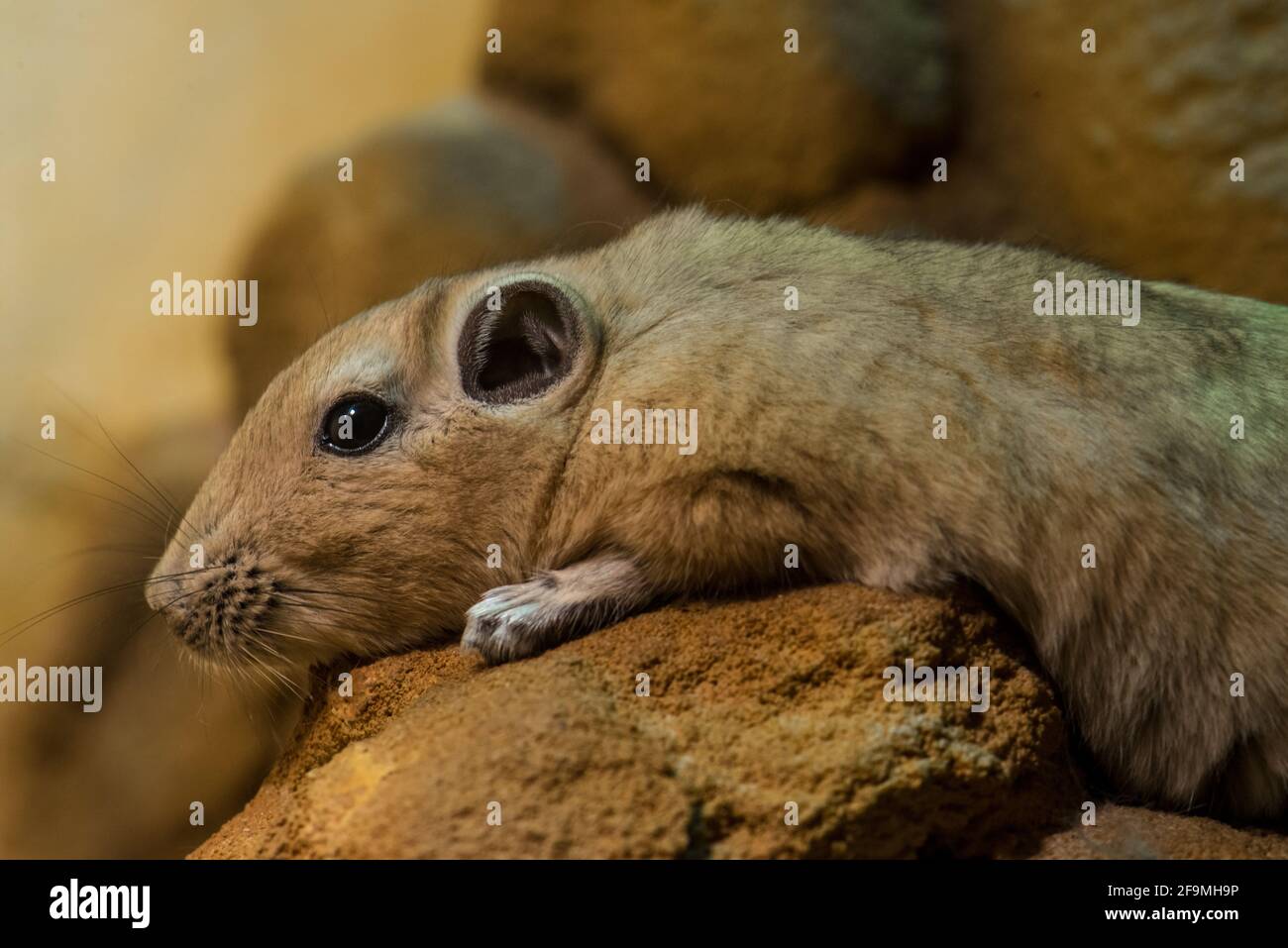 Common gundi hi-res stock photography and images - Alamy