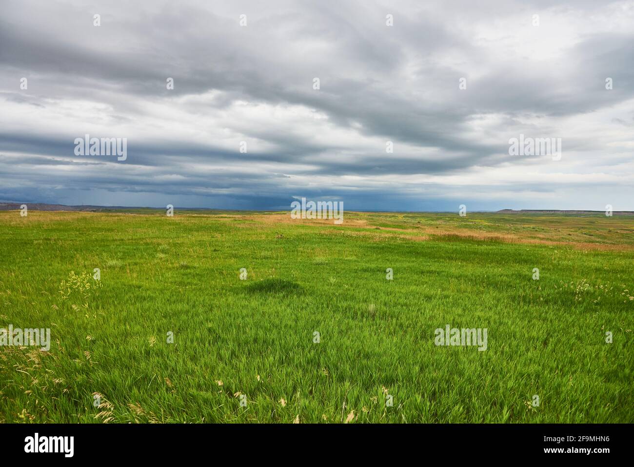 Prairie grass great plain hi-res stock photography and images - Alamy