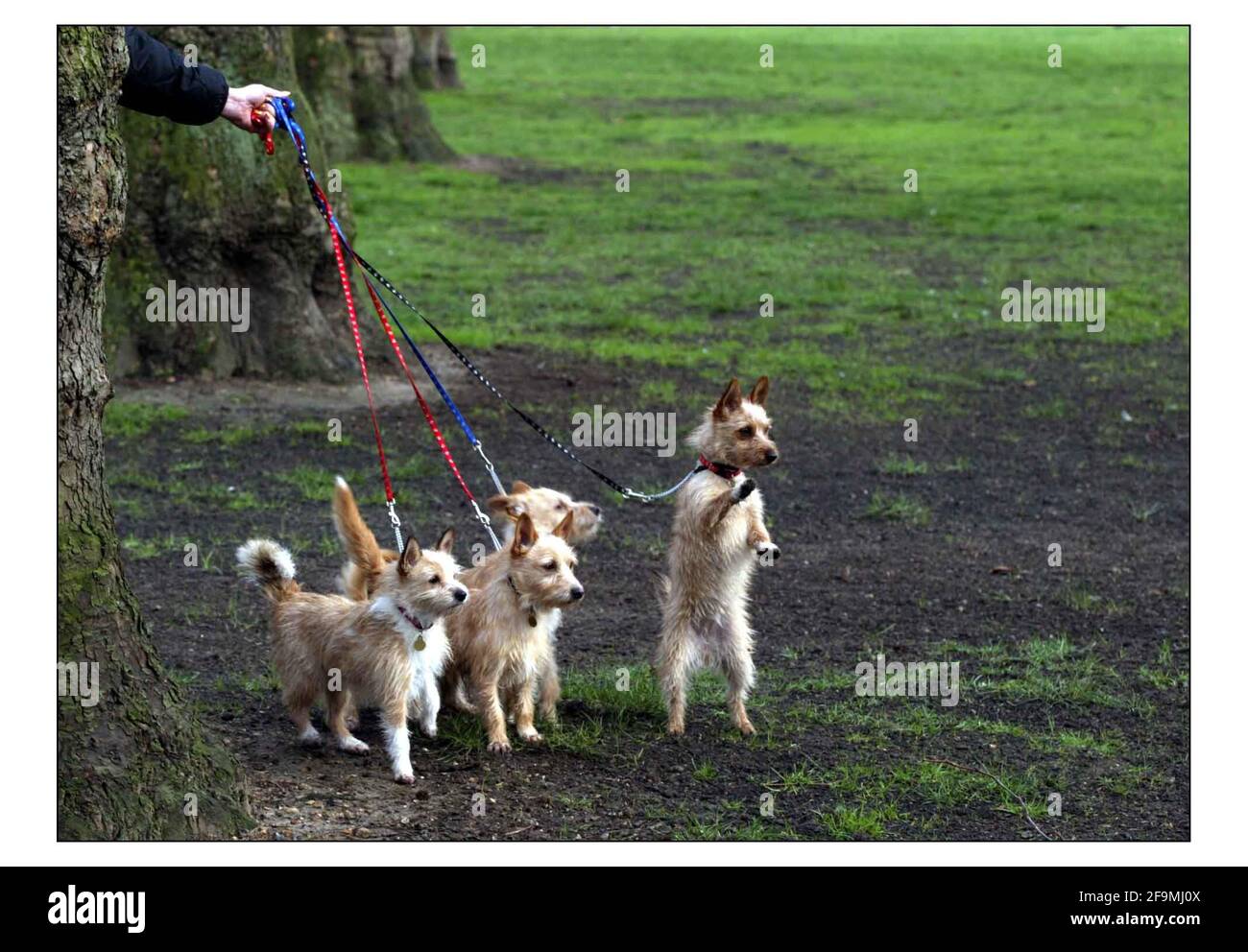 Birmingham national dog show Cut Out Stock Images & Pictures - Alamy