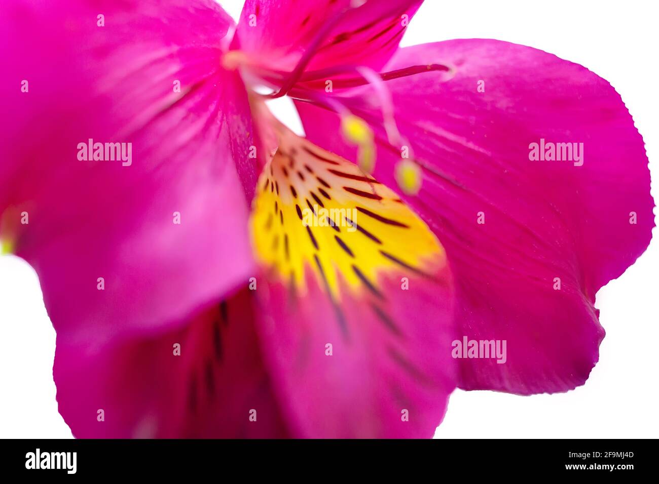 Macro petals of Alstroemeria Peruvian Incas pink lily flower Stock ...