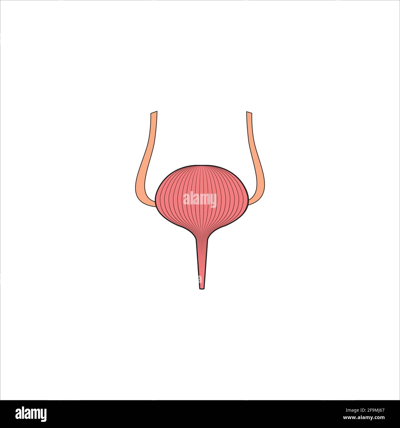 Modern Minimalistic Human Bladder Icon Vector. Simple Bladder sign for ...