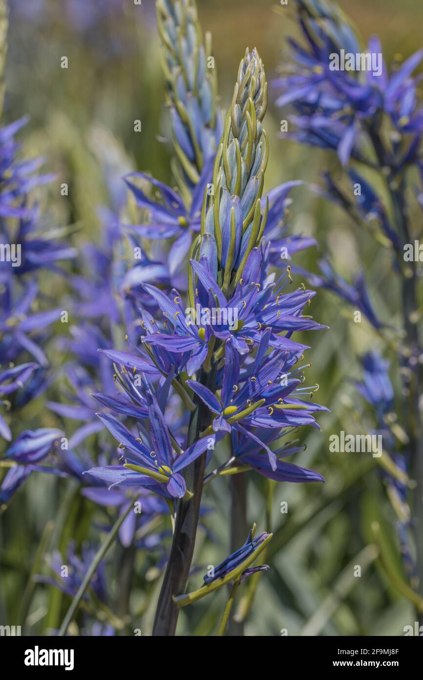 Camassia Leichtlinii Blue Flower High Resolution Stock Photography and ...