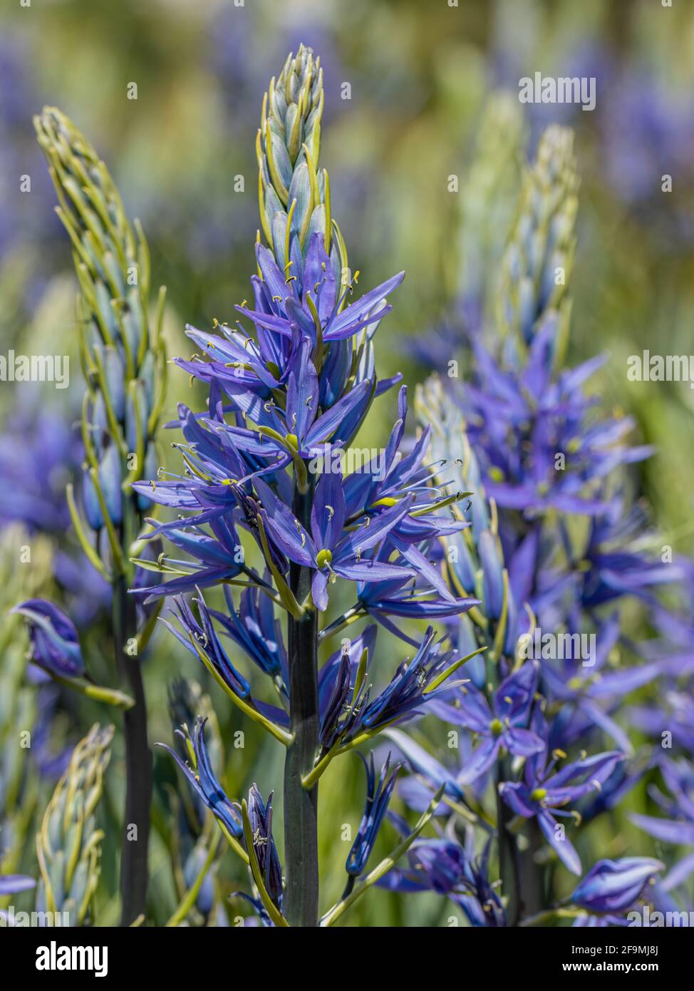 Camassia Leichtlinii Blue Danube