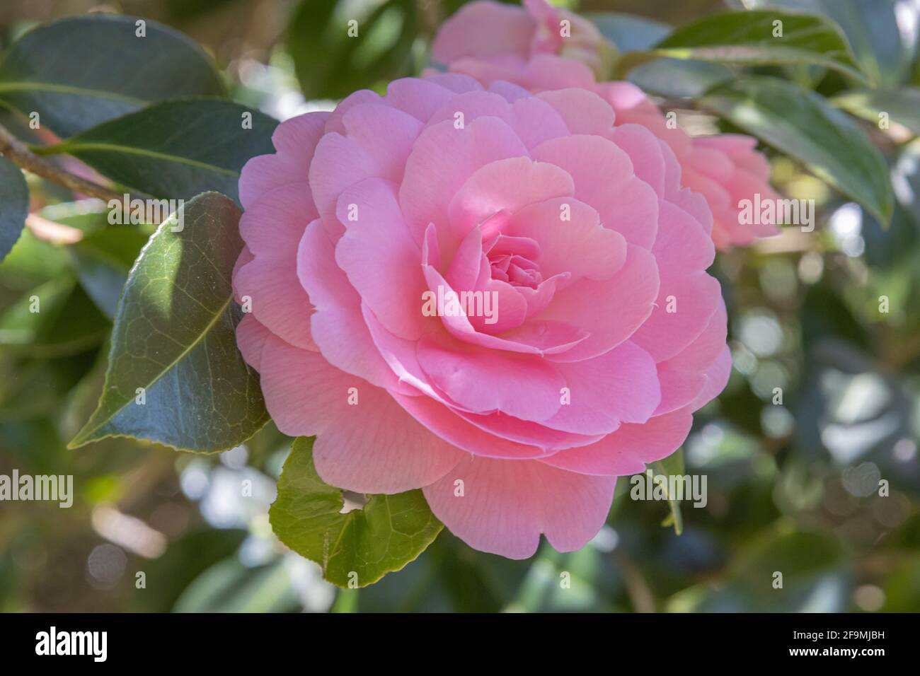 Double pink camellia hi-res stock photography and images - Alamy