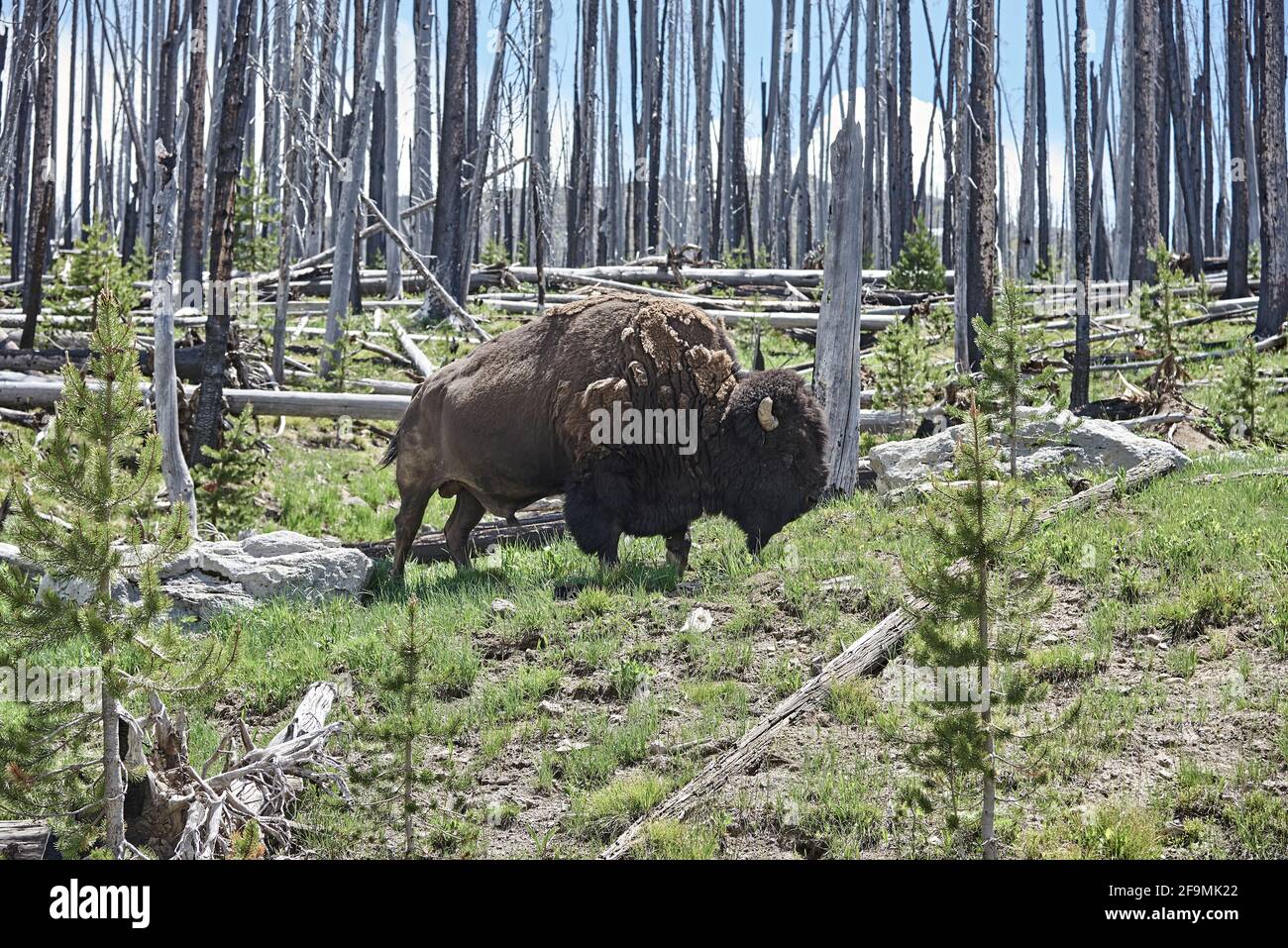 Dead bison hi-res stock photography and images - Alamy