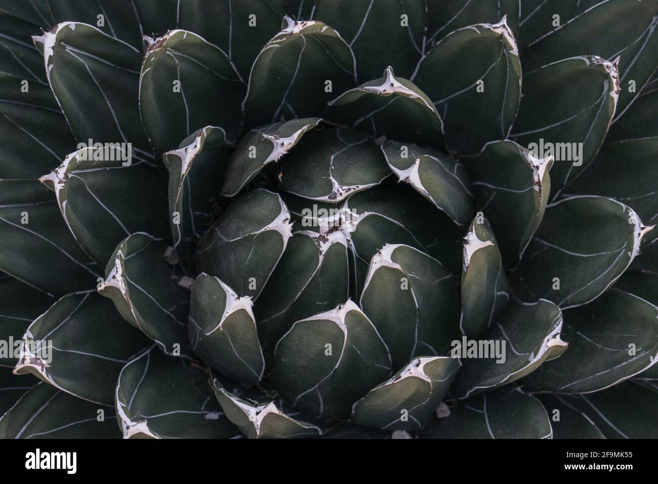agave cactus, abstract natural pattern background, dark green color ...