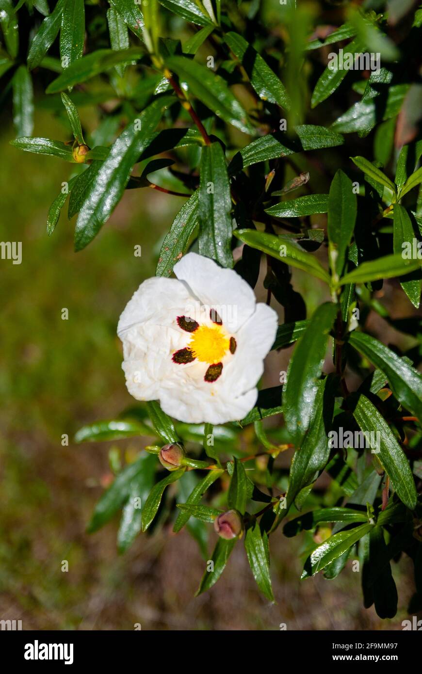 Common australian yellow flower hi-res stock photography and images - Alamy