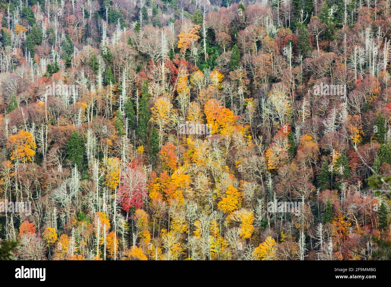 Fall Foliage at Great Smoky Mountain Stock Photo - Alamy