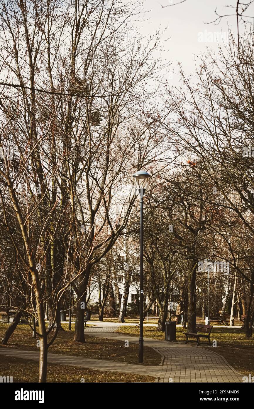 Early spring or autumn nature in park, fall leaves and trees outdoors ...