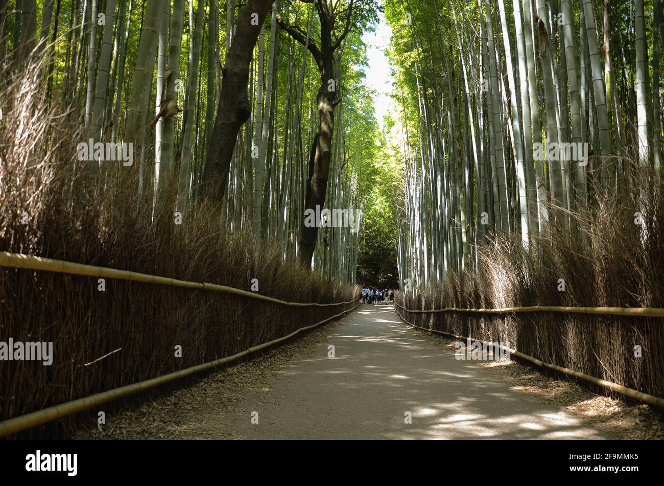 Sagano bamboo forest, kyoto, japan hi-res stock photography and images ...