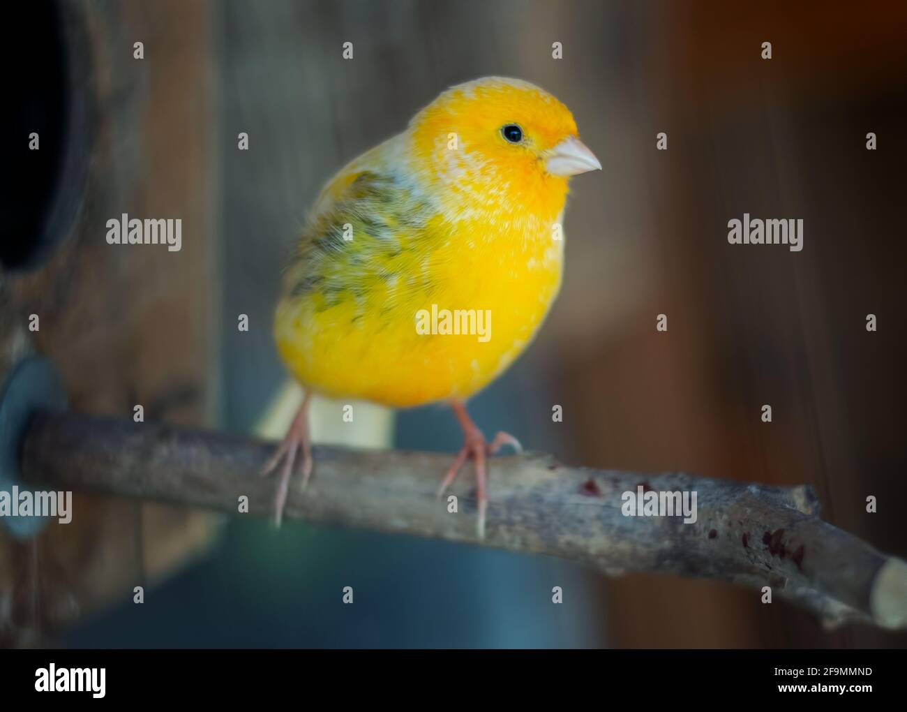 Yellow canary bird sitting hi-res stock photography and images - Alamy