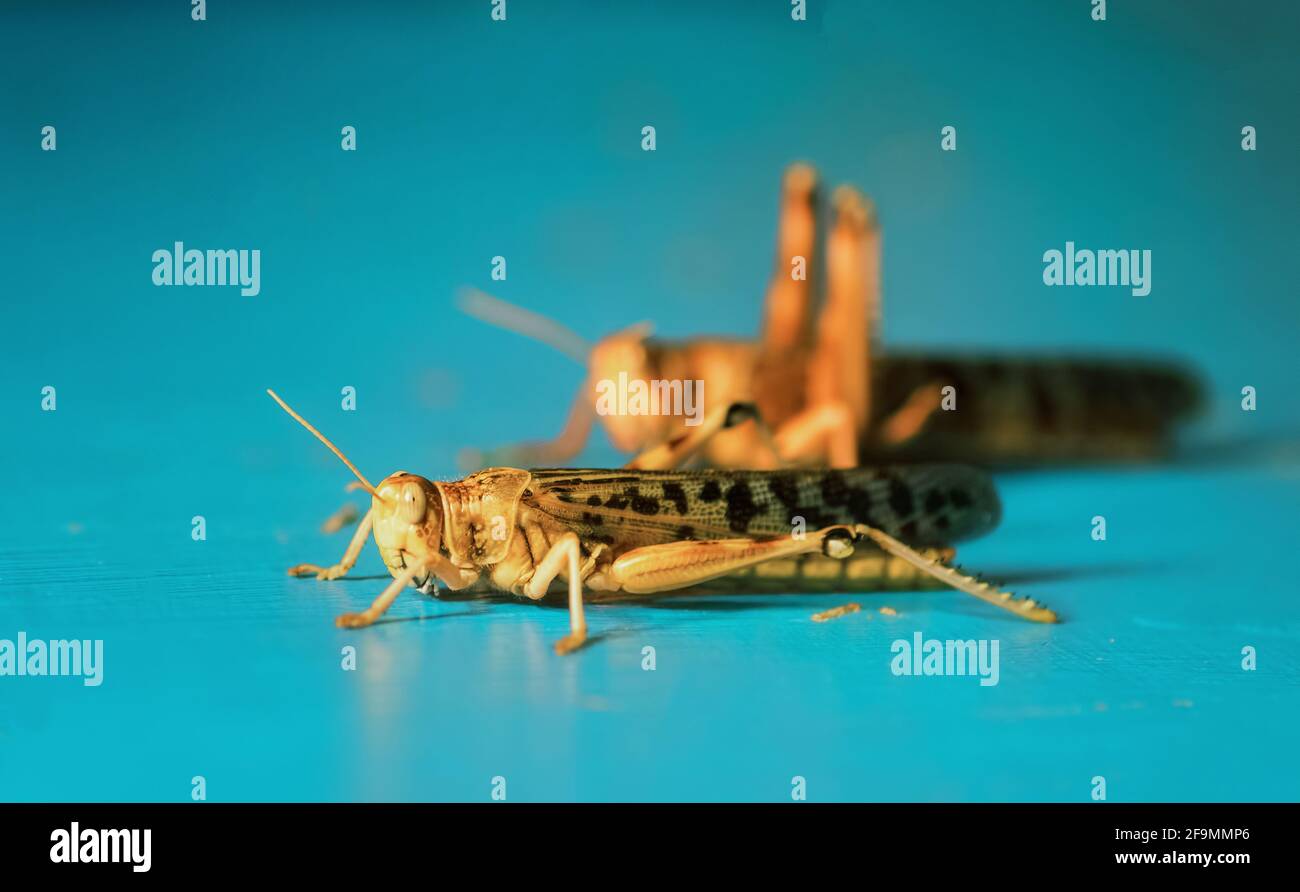 Cricket insects hi-res stock photography and images - Alamy