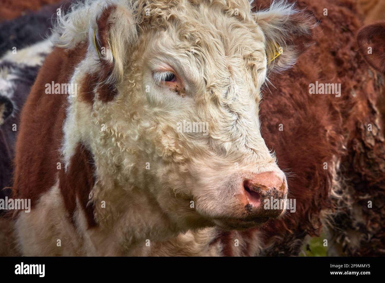 Milk spots hi-res stock photography and images - Alamy