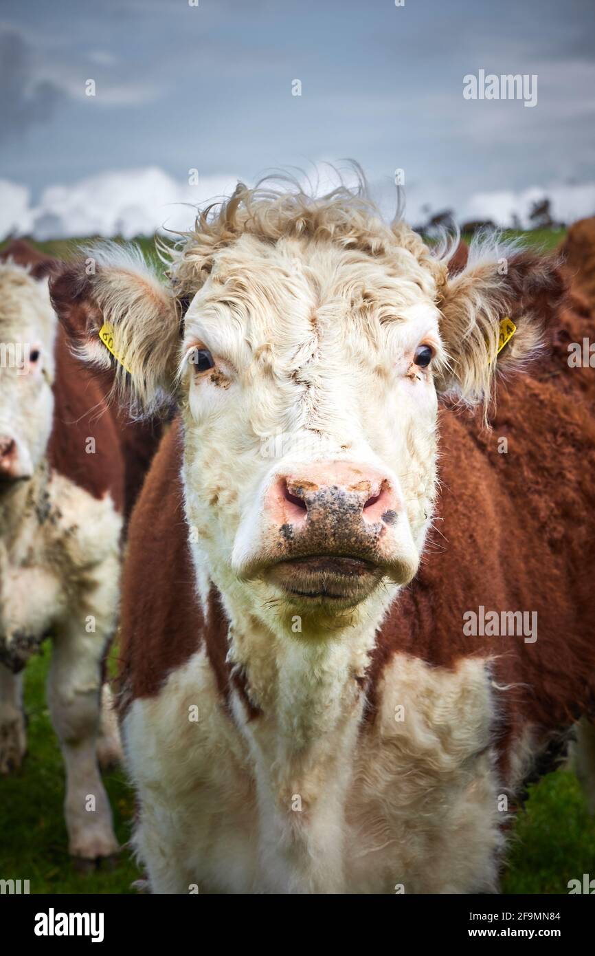 Bovine snout hi-res stock photography and images - Alamy