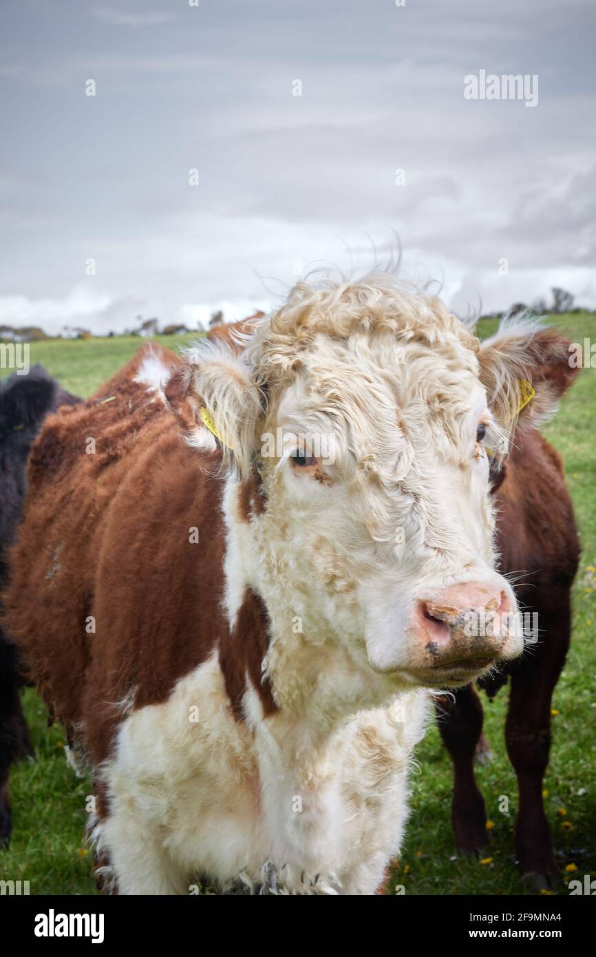Bovine snout hi-res stock photography and images - Alamy