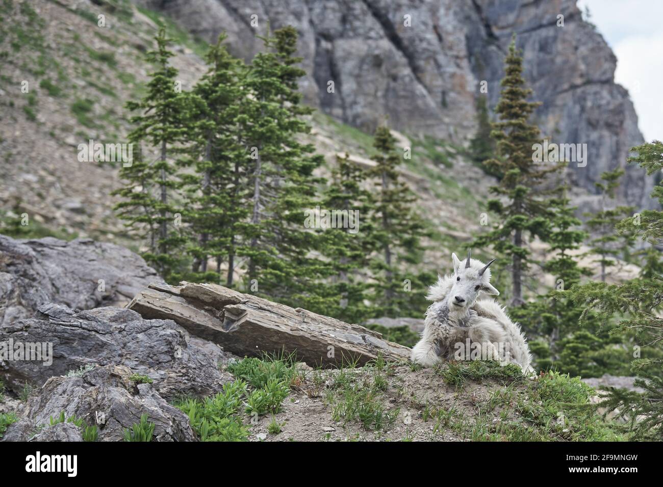 Montana mountain goat hi-res stock photography and images - Alamy