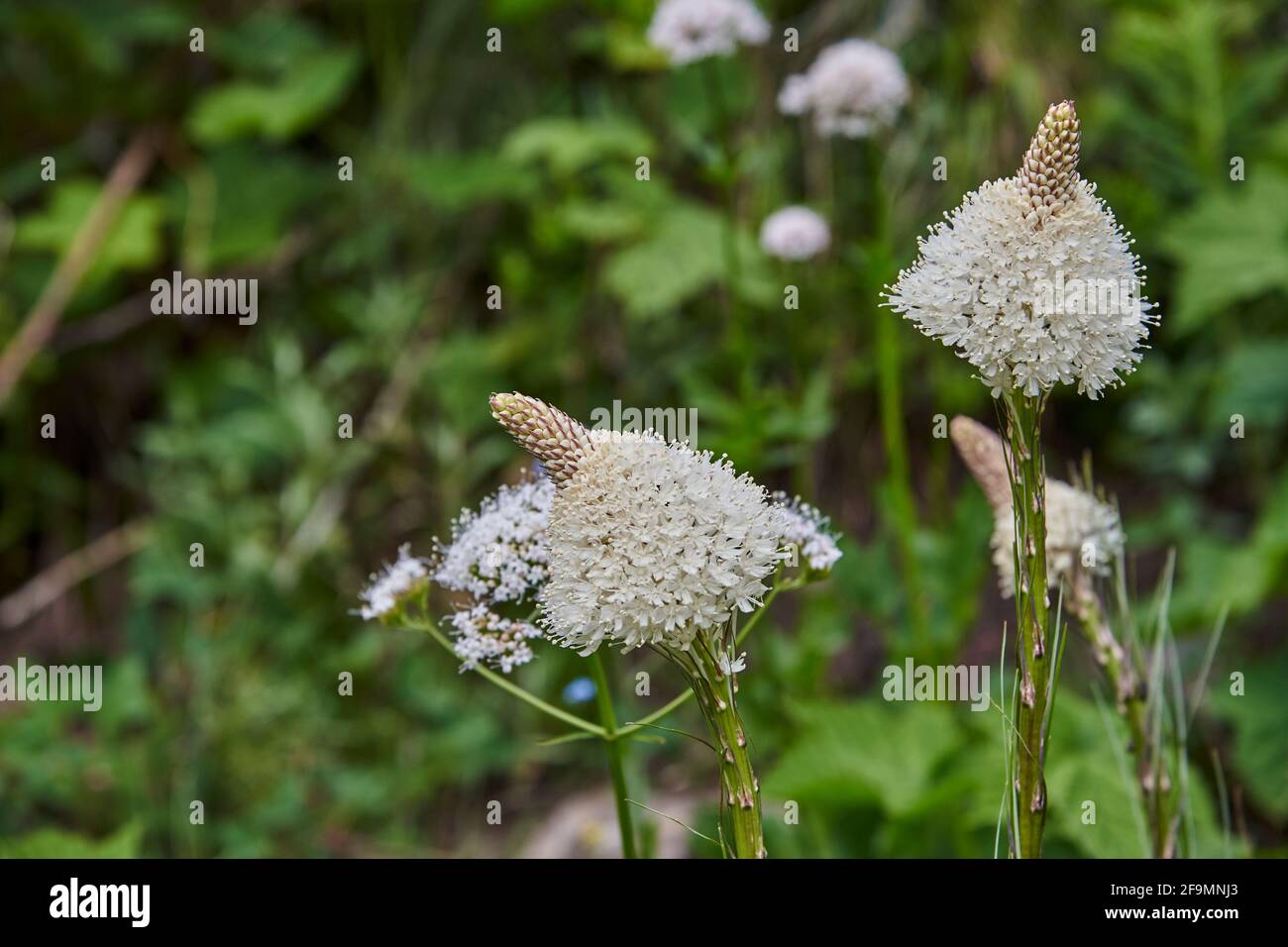 Beargrass High Resolution Stock Photography and Images - Alamy