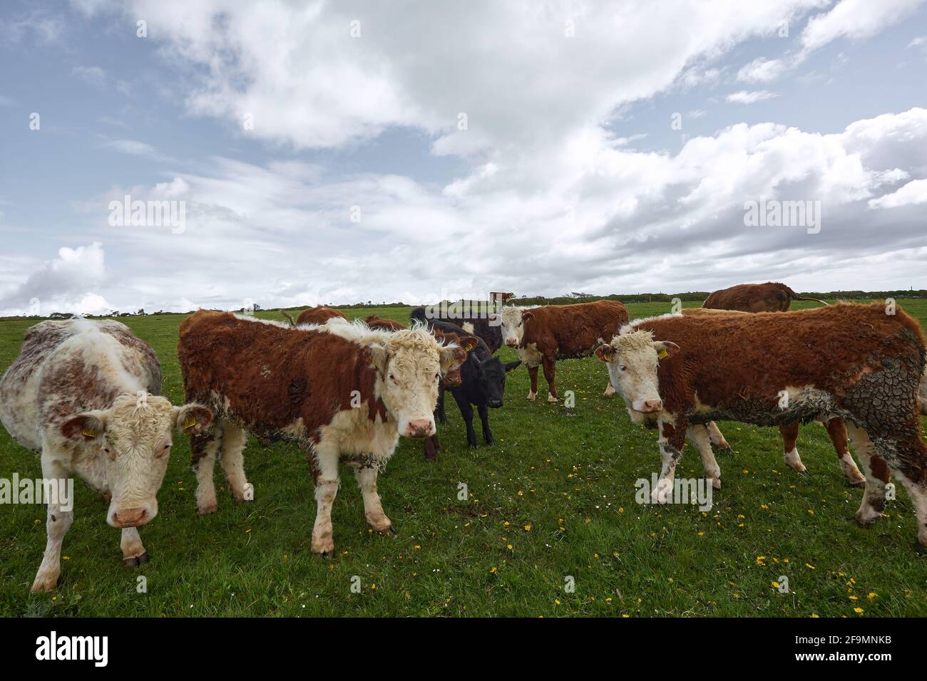 herd of cows staring at the camera. Irish rural scene Stock Photo - Alamy