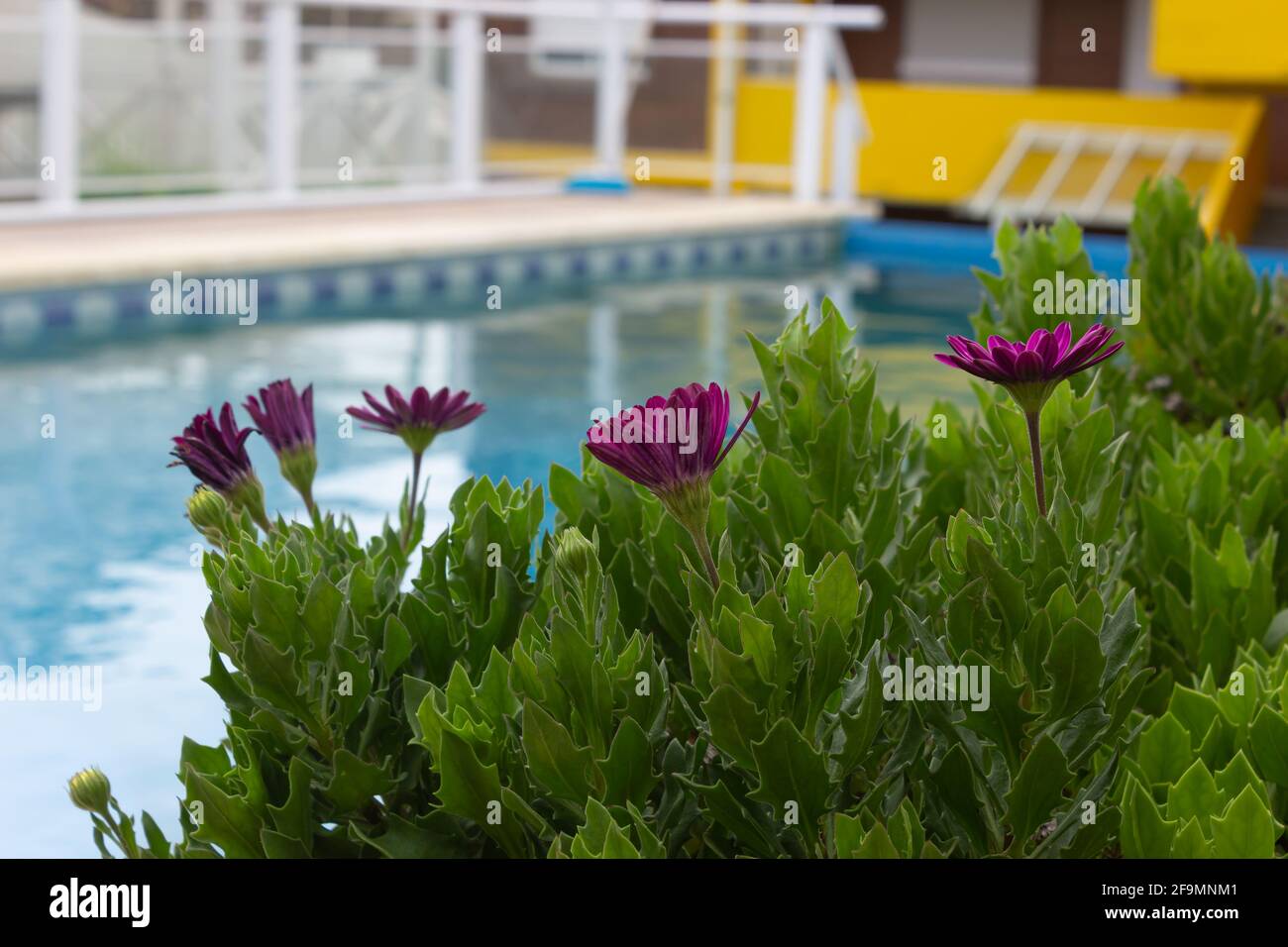 Beautiful violet flowers by the pool Stock Photo - Alamy