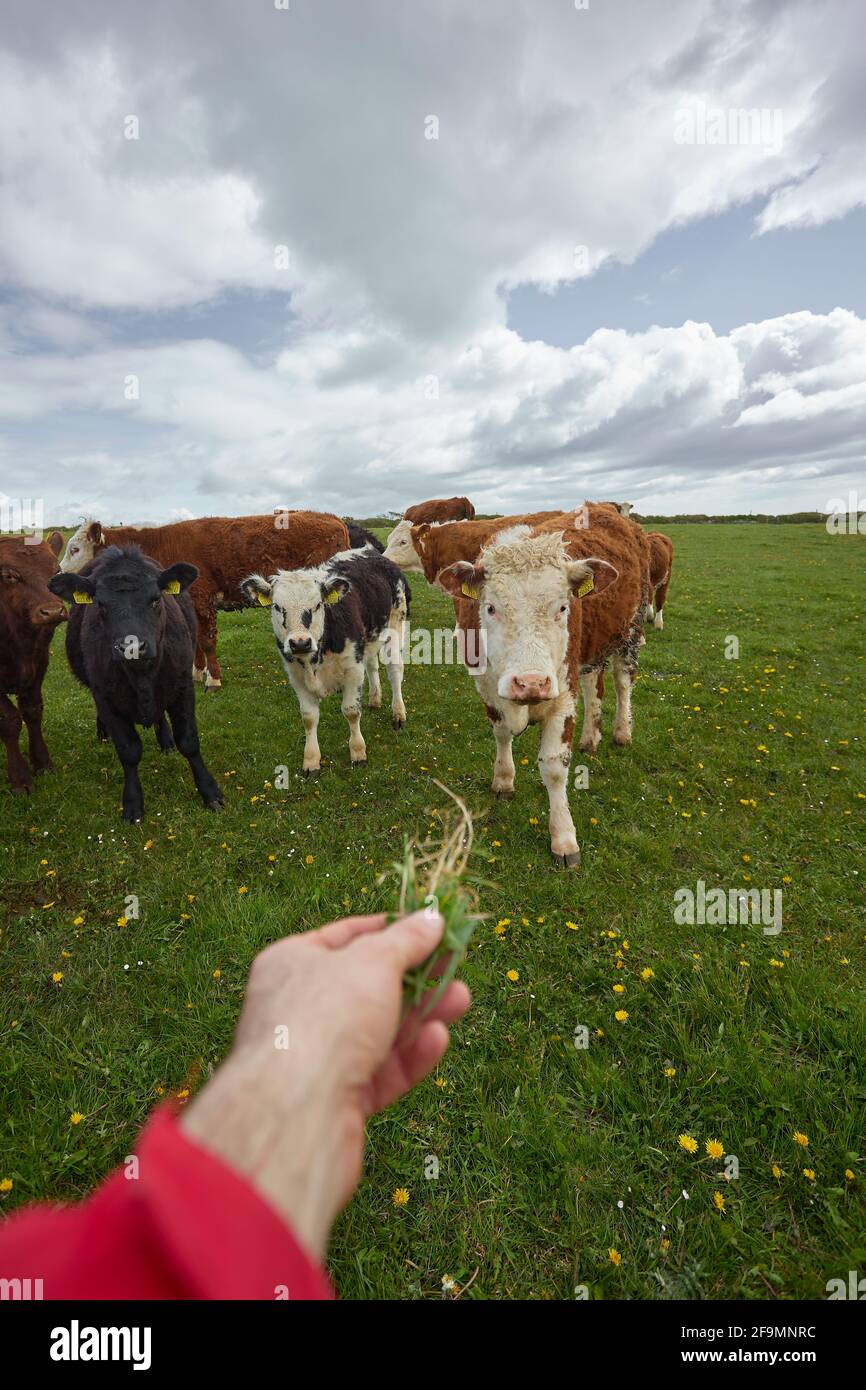 Human cow hi-res stock photography and images - Alamy