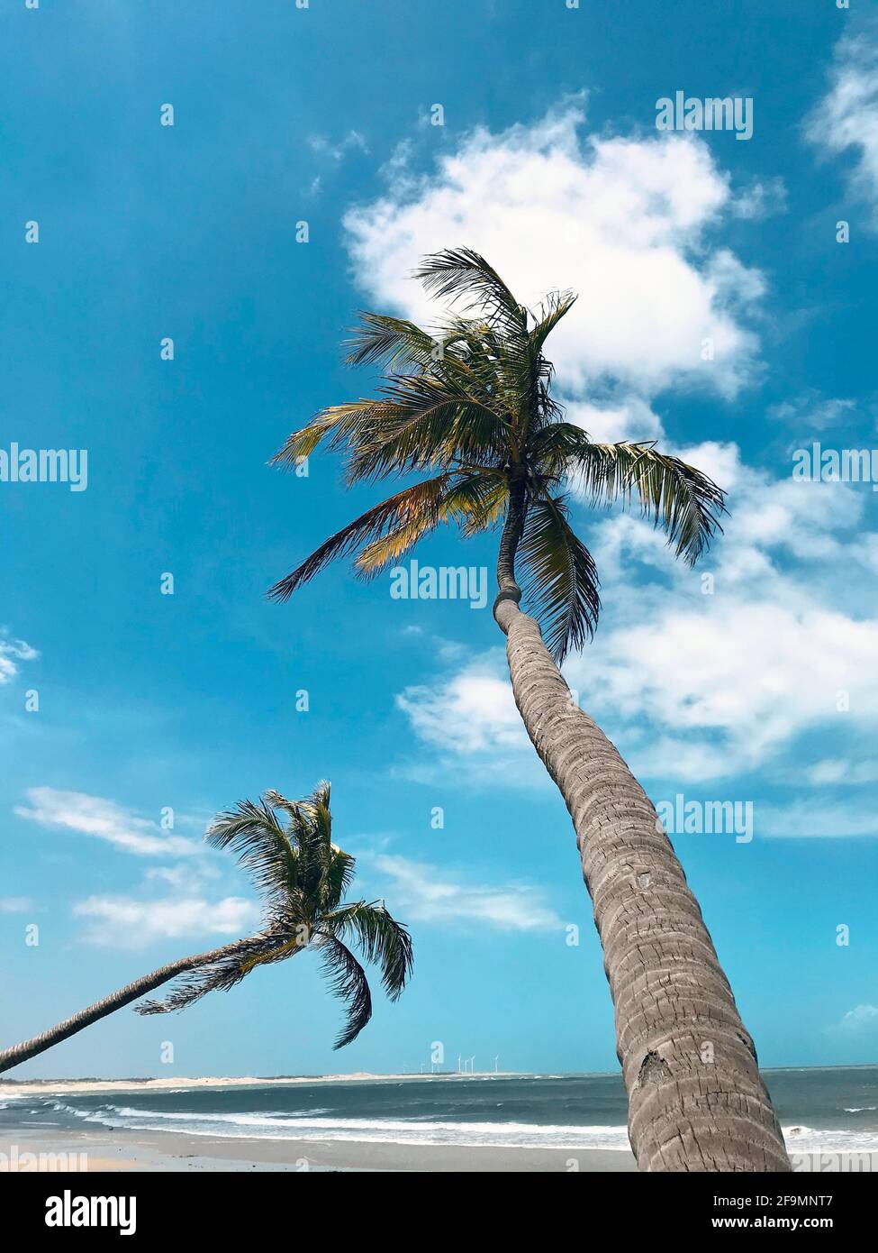 Coconut palm trees line tropical hi-res stock photography and images ...