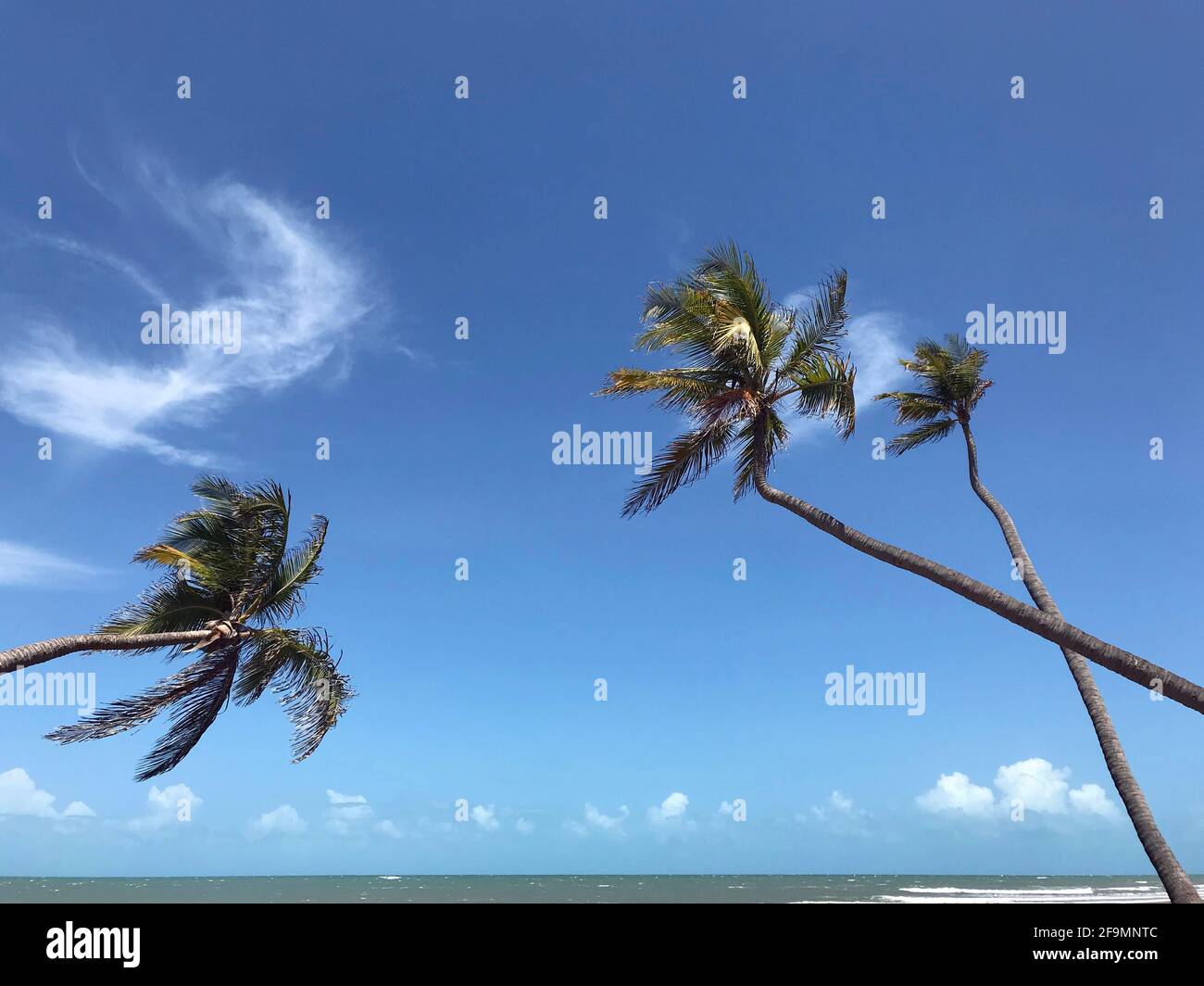 Sky beautiful landscape tree sheets hi-res stock photography and images ...