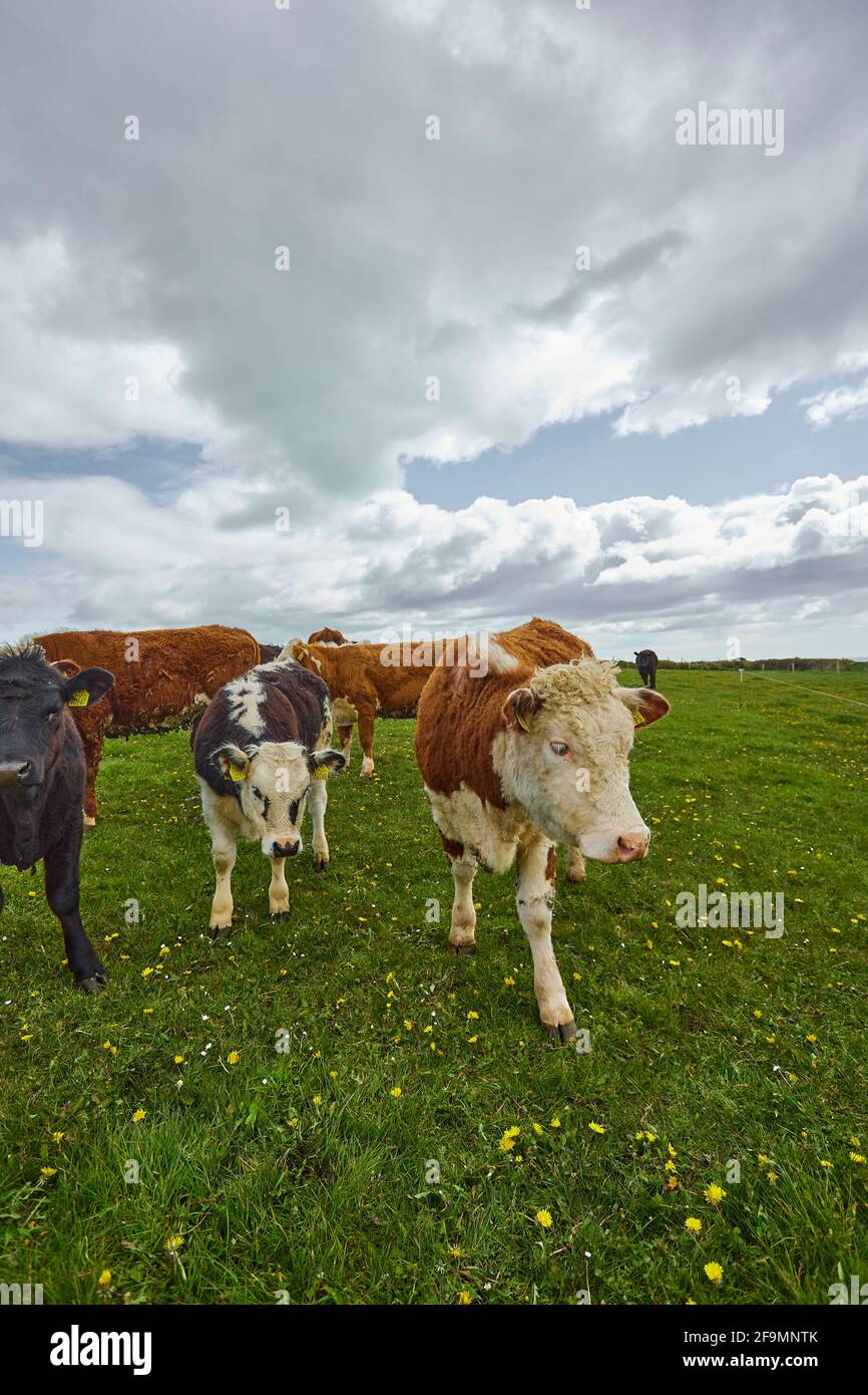 Large herd dairy cows grazing hi-res stock photography and images - Alamy