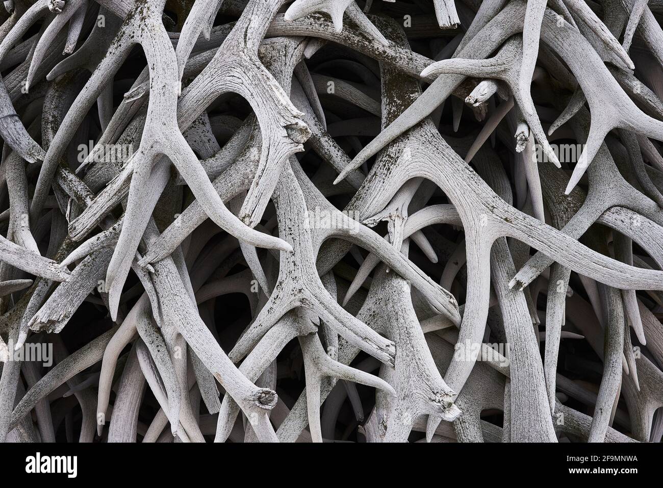 Antler texture hi-res stock photography and images - Alamy