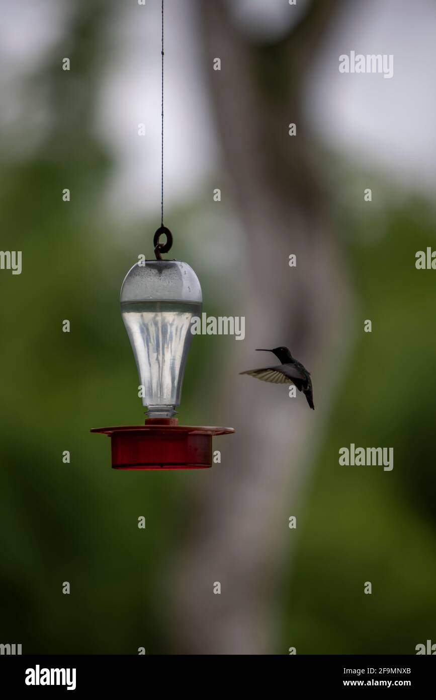 Colibri feeder hi-res stock photography and images - Alamy