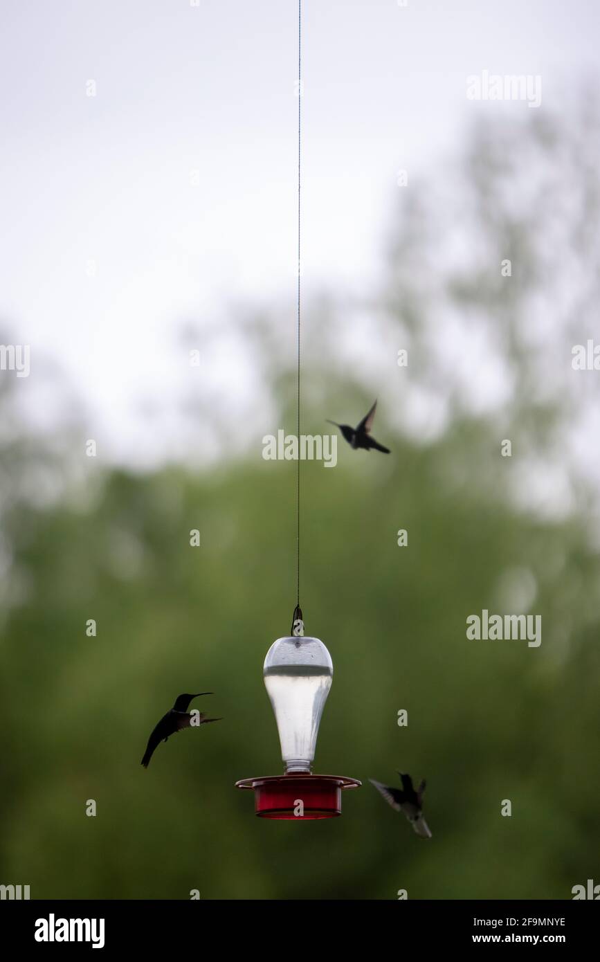 Colibri feeder hi-res stock photography and images - Alamy
