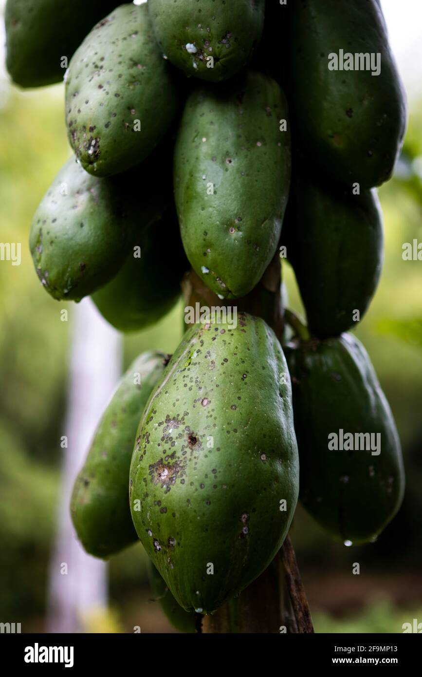Papaya hanging from a tree hi-res stock photography and images - Alamy