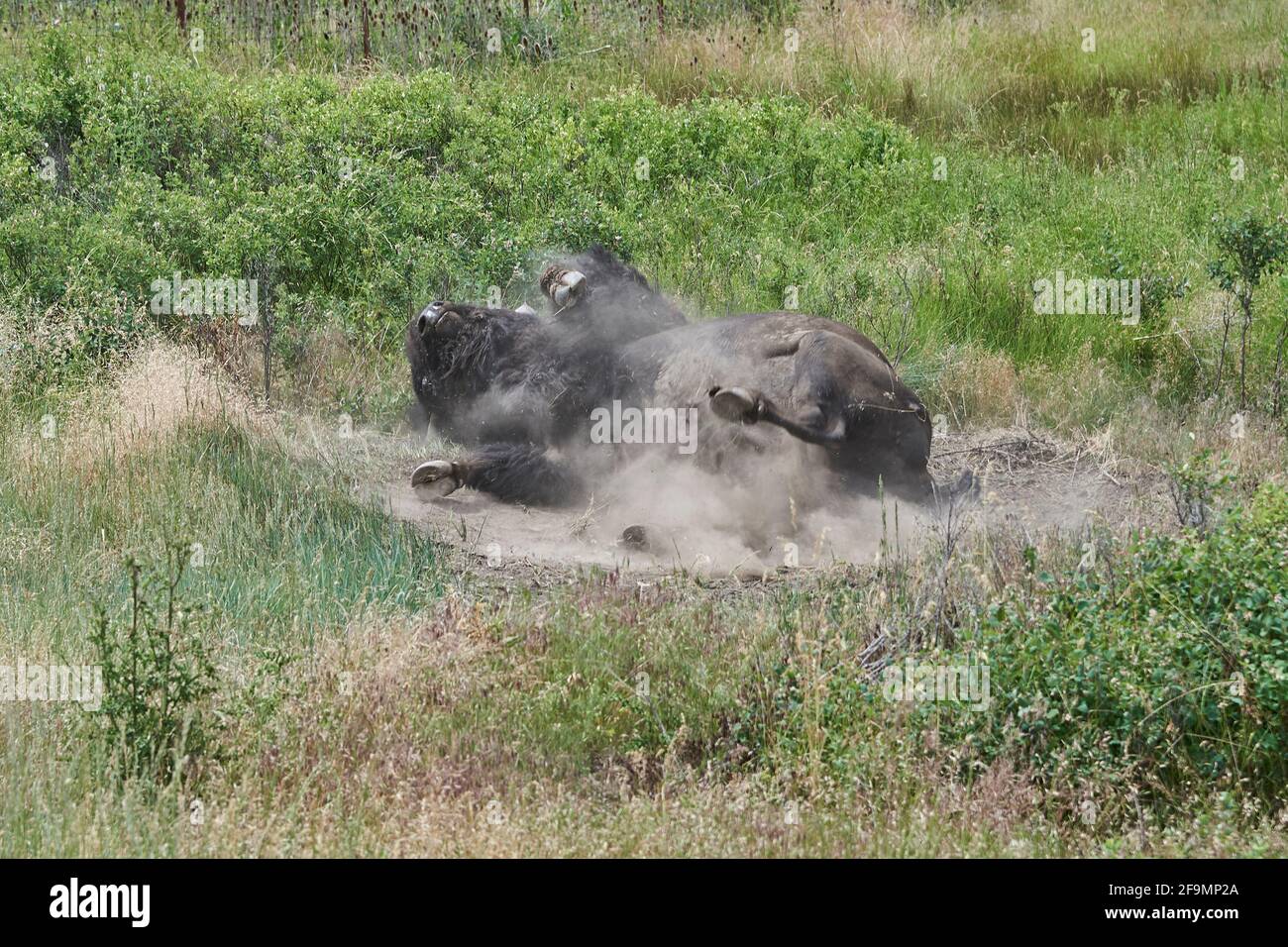 One wallowing male adult Bison in dirt in National Bison Range Stock ...